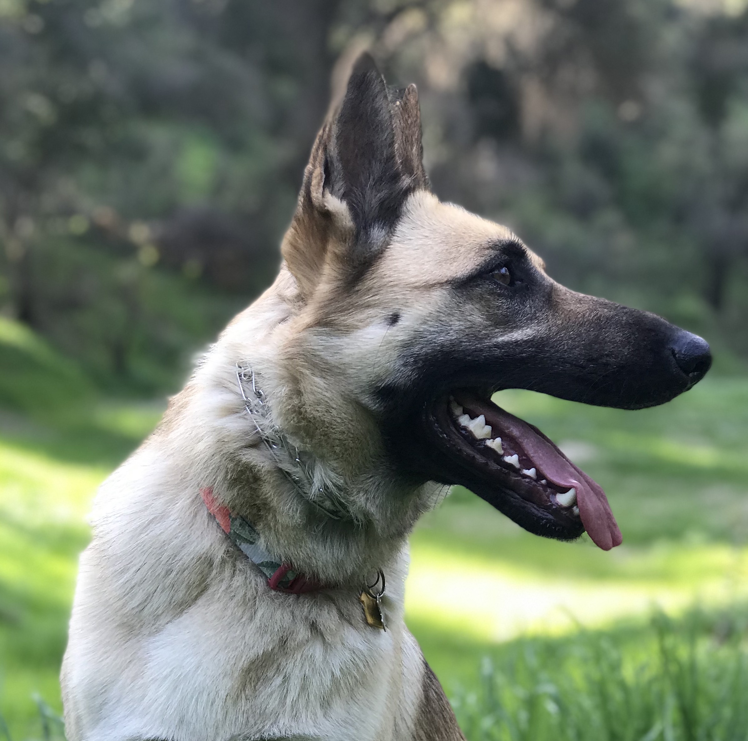 LeMaster K9 – Dog training services and solutions